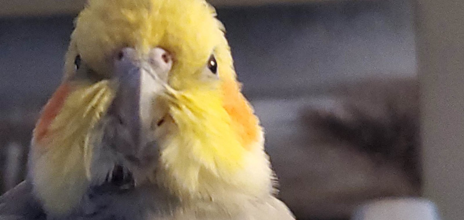 Eric The Great - Papayago Rescue House